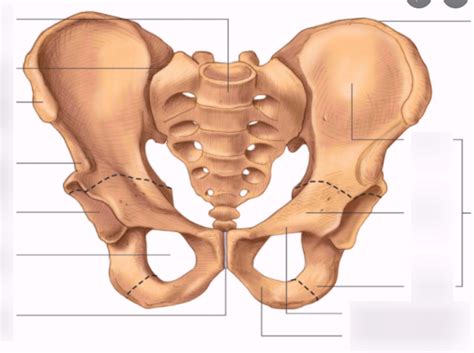 Diagram Of Anterior Pelvis Quizlet