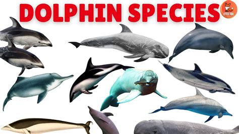 Different Types Of Dolphins In The Ocean