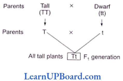 Neet Biology Principles Of Inheritance And Variation Notes Learn Up Board