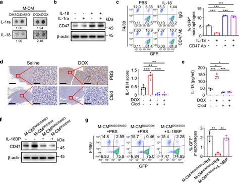 Macrophage Secreted Il 18 Induces Cd47 Expression In Osteosarcoma