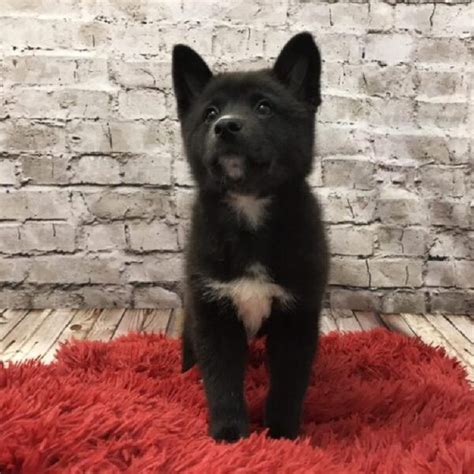Imo Inu Puppy Black Id6181 Located At Petland Robinson Pittsburgh Pa