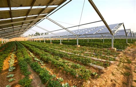 Optimised Agrivoltaics Offers A Sustainable Way Forward For Solar