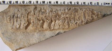 Cephalopod Chickasaw Trace  Member Collections The Fossil Forum