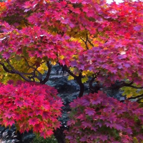 Chinese Maple And Fall Chinese Maple Tree Birch Trees Garden Tree House Designs