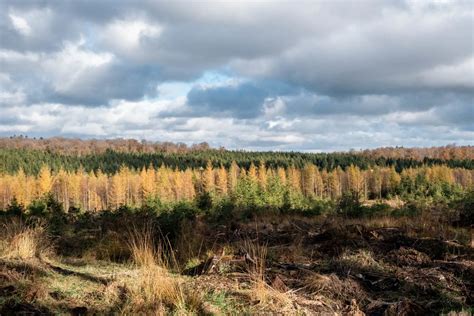 Randonnée Au Cœur De La Forêt De Saint Hubert