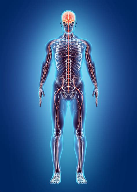 Study Says We Have An Undiscovered Organ Its Called The Interstitium