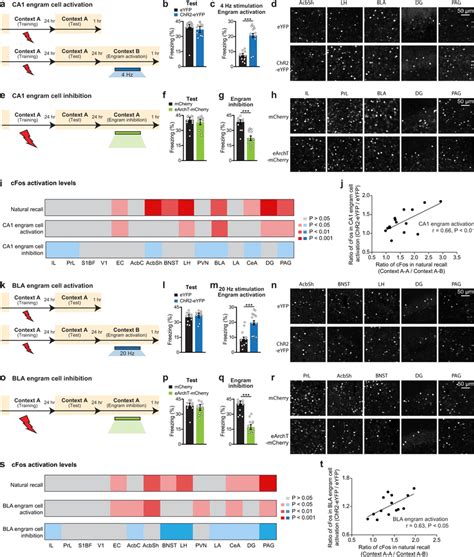 Neuronal Activity Patterns Following Engram Cell Manipulations A
