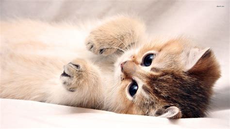 Kittens Wallpapers Wallpaper Cave