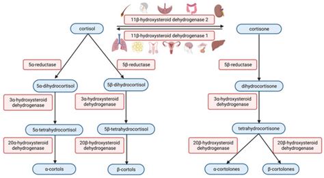 Pitfalls In The Diagnosis And Management Of Hypercortisolism Cushing