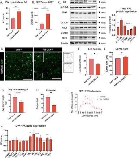 Microglia Involvement In Sex Dependent Behaviors And Schizophrenia