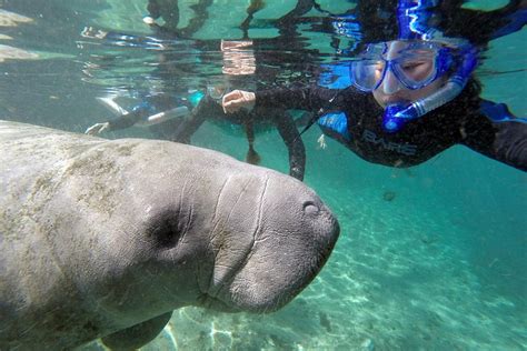 2023 Manatee Snorkel Tour With In Water Divemasterphotographer