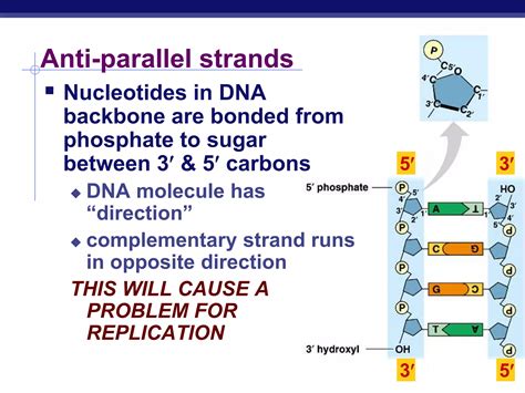 Dna Replication 2014 Pptppt