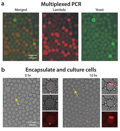 Microfluidics Free Single Cell Genomics With Templated Emulsification