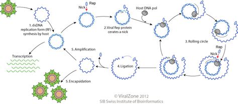 Rolling Circle Replication