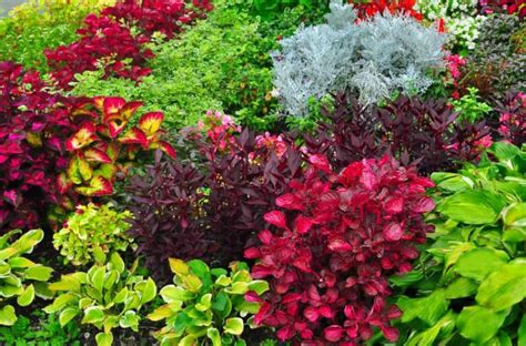 13 Plants With Colorful Foliage For Year Round Color
