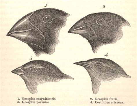 Lets Keep It Wild Darwin With The Finches