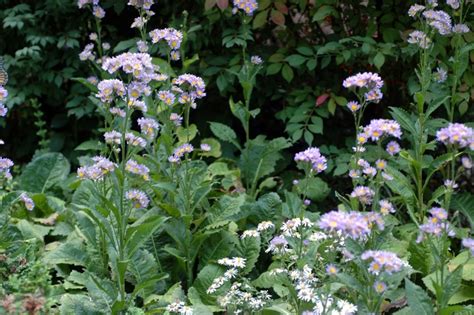 Aster Tataricus Jin Dai Tatarian Aster Garden Center Marketing