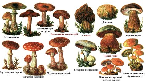 Сезон грибів як не принести з лісу кошик отрути та що робити якщо ви