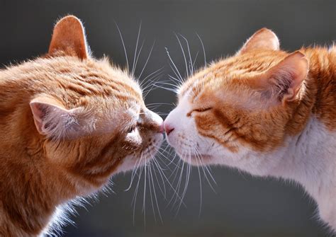 Cats Kissing