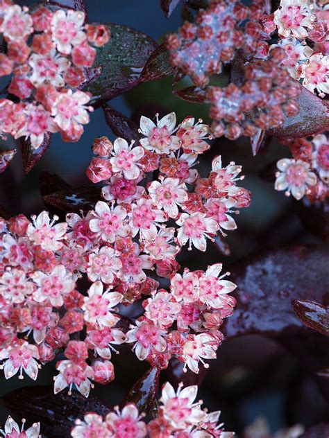 Sedum Xenox Stonecrop