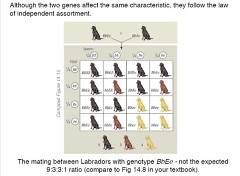 complex traits and polygenic inheritance flashcards quizlet