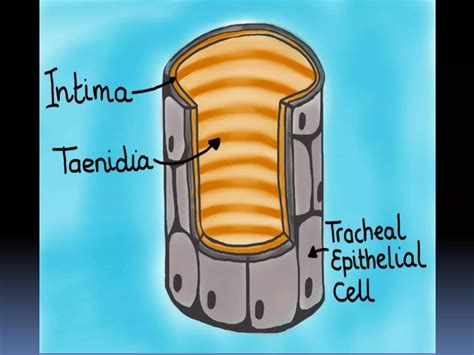 Respiration In Ak Grasshopper Andgeneral Pptx