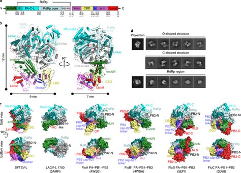 Structure Of Sftsv L A Domain Organization Of Sftsv L The Endon Download Scientific Diagram