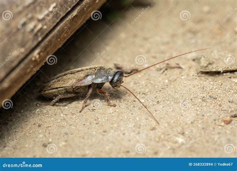 Image Of Diploptera Punctata Or The Pacific Beetle Cockroach Insect