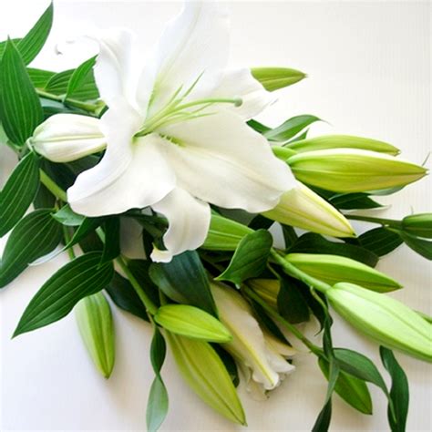 オリエンタルリリー（ユリ）産地直送の新鮮切り花 旬旬食彩ダイニング