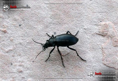 Darkling Beetle