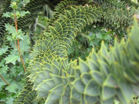 Monkey Puzzle Tree A Unique And Fascinating Tree