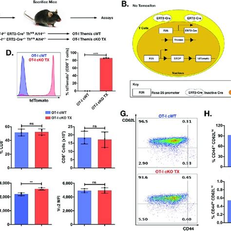 In Vivo Themis Deletion Using Tamoxifen Induced Cre Recombinase And
