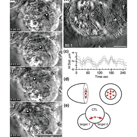 2 Movement Of The Mtoc To The Immunological Synapse A Modulated Download Scientific Diagram