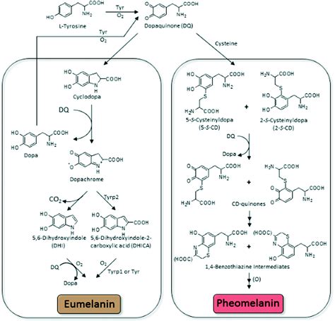 Tyrosine To Melanin Pathway