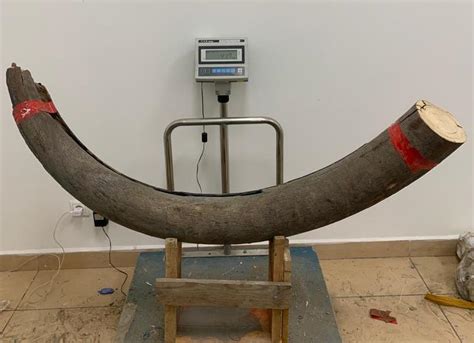 Незаконный вывоз бивней мамонта раскрыли дальневосточные таможенники Губерния Онлайн