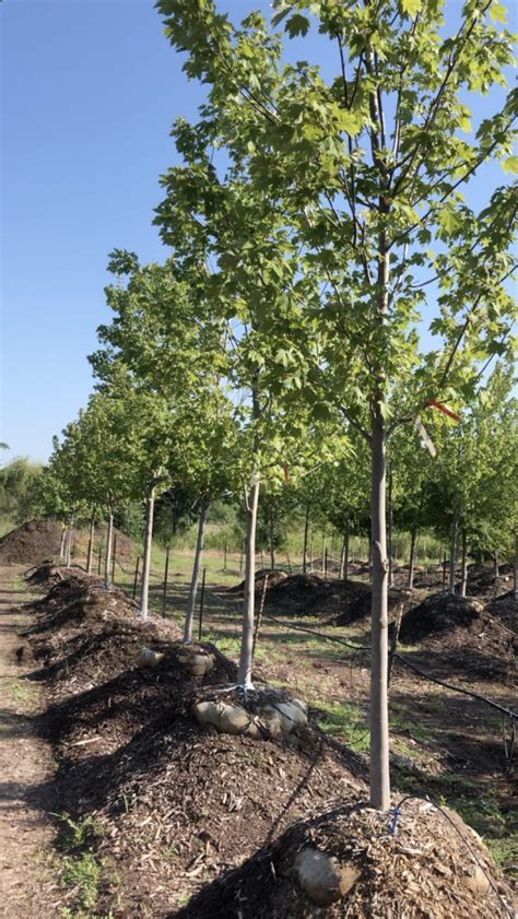 Marmo Freeman Maple Color Gardens