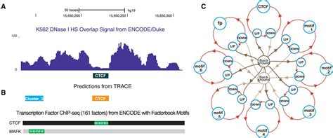 Trace Transcription Factor Footprinting Using Chromatin Accessibility