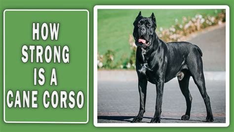How Strong Is A Cane Corso Unveiling Their Strength