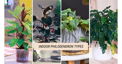 18 Indoor Philodendron Types For Home And Office