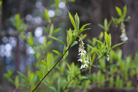 How Does Indian Plum Have Sex Mean Green Garden