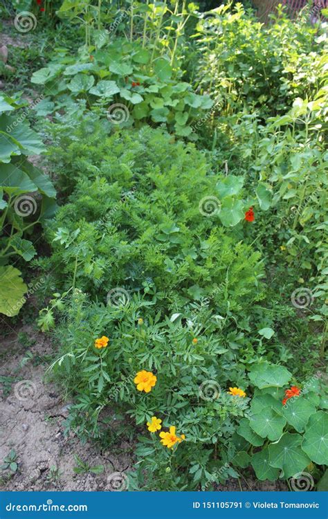 Gardening Using Permaculture Principles Synergy Between Plants My Organic Garden Stock Image