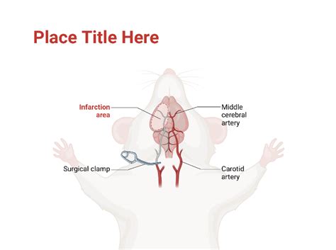 Mouse Model Of Ischemic Stroke Layout Biorender Science Templates