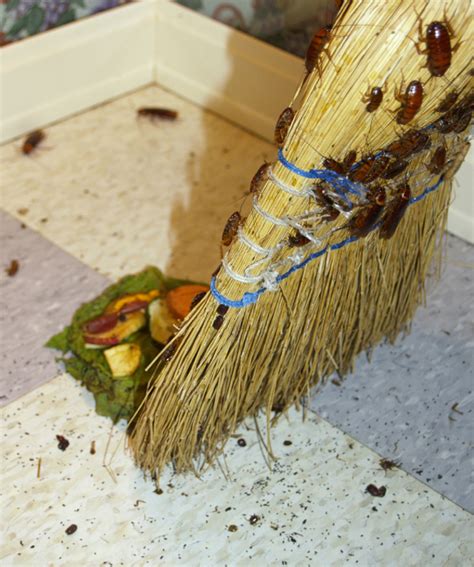 How Fast Can A Cockroach Run Pest Pointer
