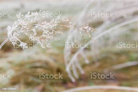 자연 흐릿한 배경에 얼음 결정으로 무성한 녹색 잔디를 얼어 붙입니다 겨울에자연 경관 부드러운 보케와 안개 클로즈업 복사 공간 0명에 대한 스톡 사진 및 기타 이미지 Istock