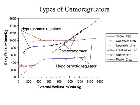 Ppt Osmoregulation Powerpoint Presentation Free Download Id 6542733