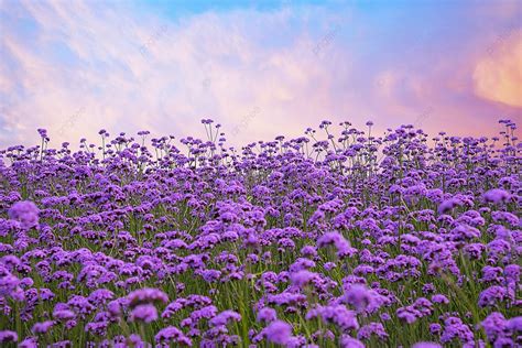 라벤더 꽃밭 풍경 화 라벤더 화전 풍경화 배경 일러스트 및 사진 무료 다운로드 Pngtree