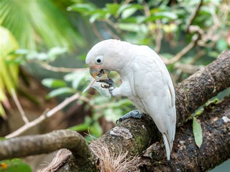 problem solving abilities in birds a glimpse into avian… birdfact