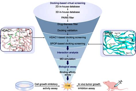 Frontiers | Identification of novel and potent dual-targeting HDAC1/SPOP inhibitors using ...