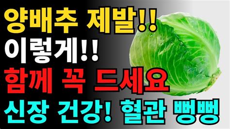 양배추와 상극인 이 음식 절대 같이 먹지 마세요 노년기 건강을 위해 먹는 양배추 이렇게 드셔야 막힌 혈관이 뻥 염증제거 치매 예방 신장 건강 양배추효능건강정보
