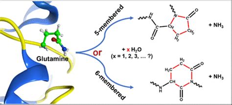 Computational Insights Into Protein Aging Spontaneous Deamidation Of